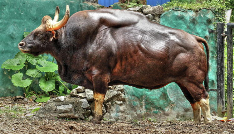 Indian Bison (Gaur) Recognized as World’s