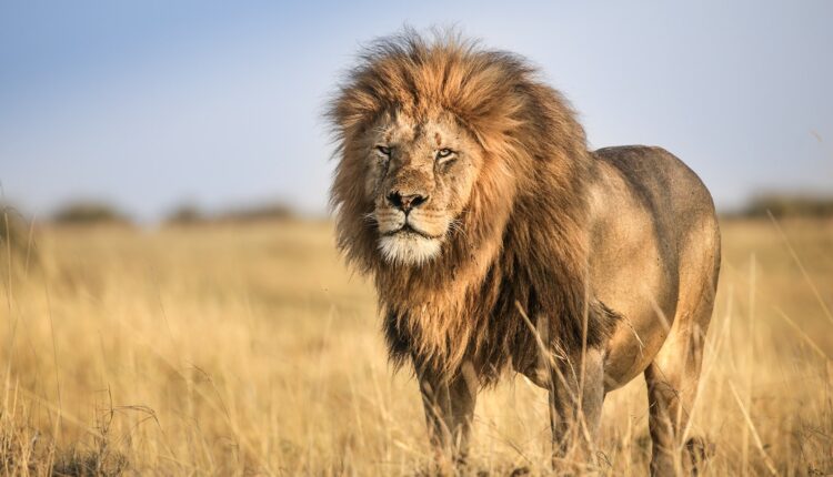 Tiny Safari Insect Can Drive Away Even