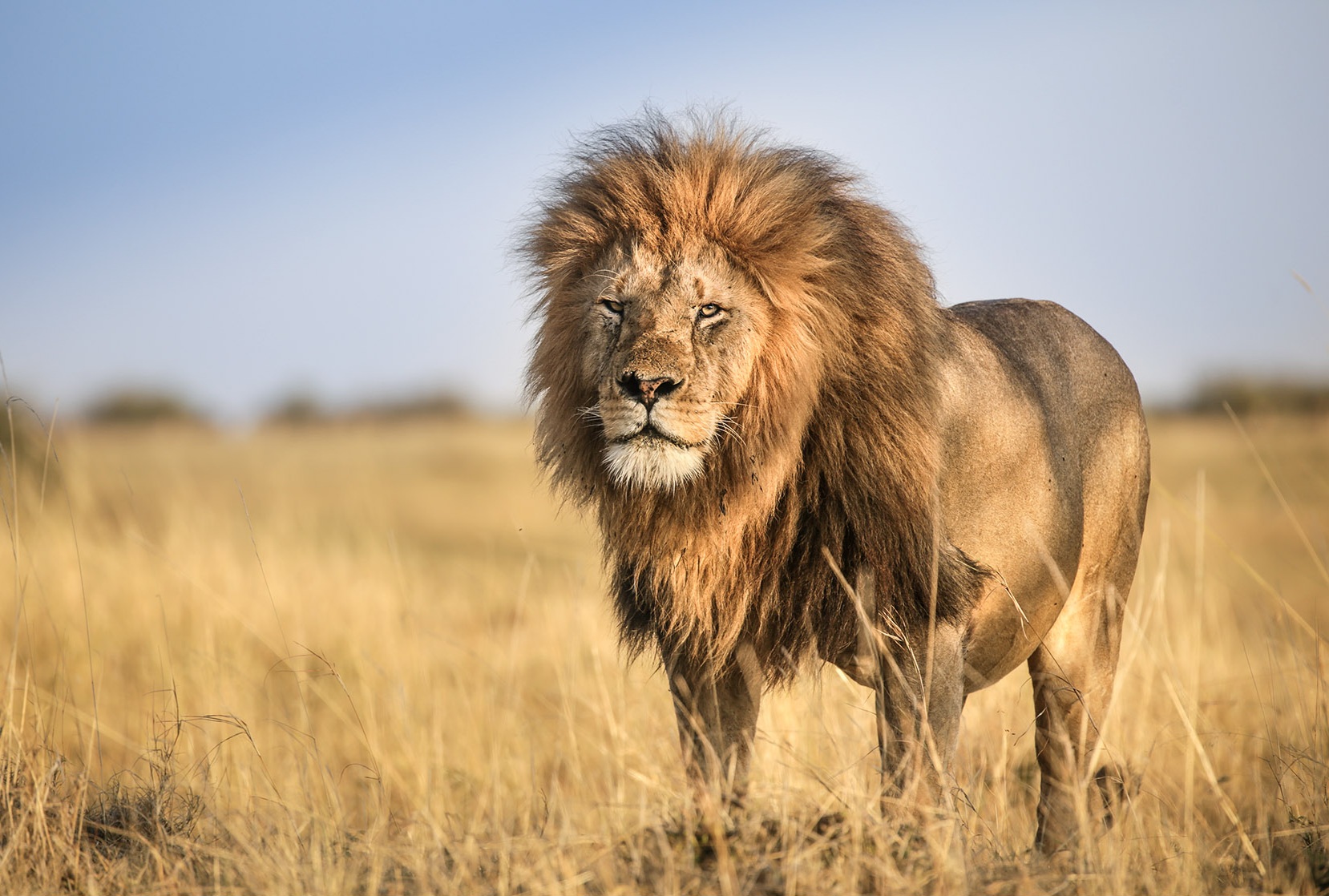 Tiny Safari Insect Can Drive Away Even